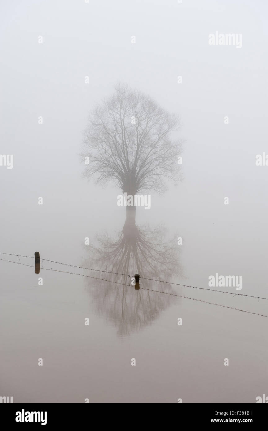 Pollard willow tree hi-res stock photography and images - Alamy