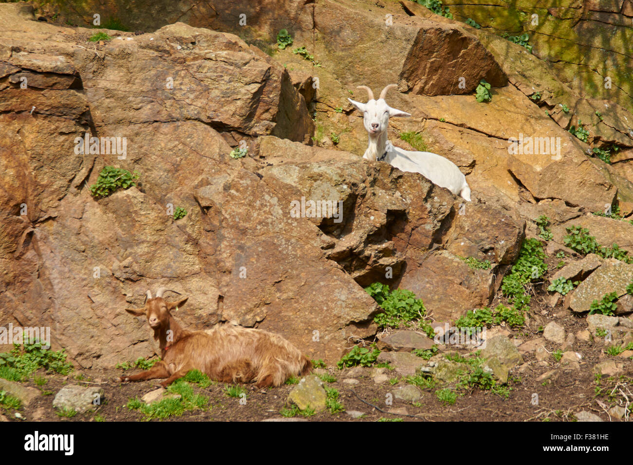Goats resting on cliff face, one white, one brown Stock Photo - Alamy