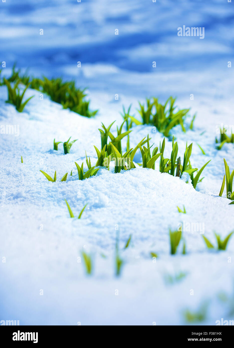 green sprout on the strong sun with ice and snow. symbol of spring ...