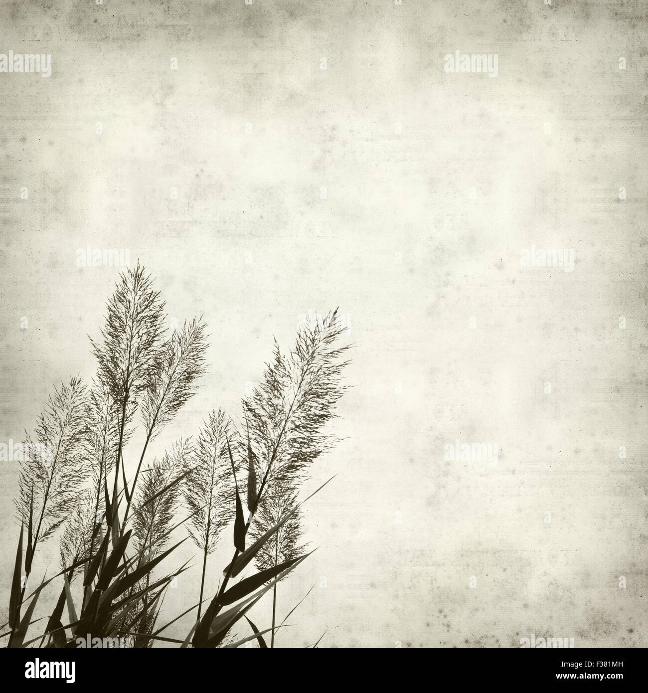 Panicle reeds hi-res stock photography and images - Alamy