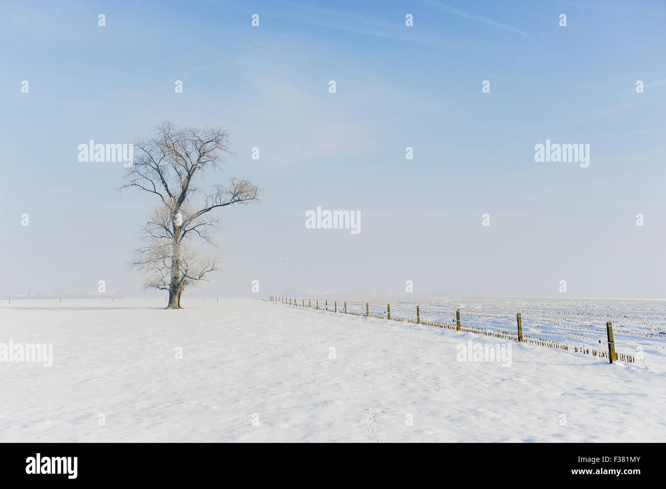 Lonely tree in winter landscape Stock Photo - Alamy