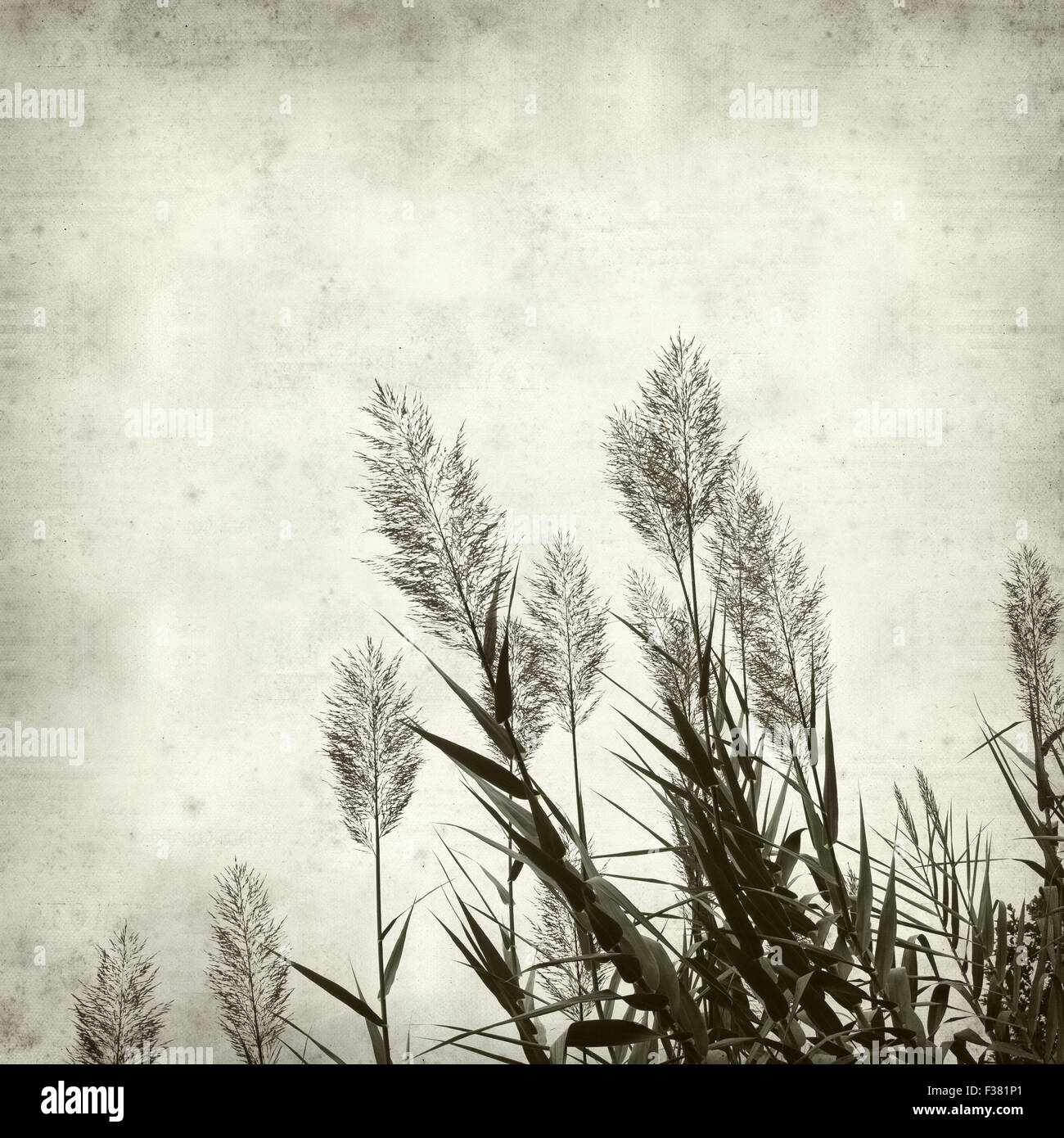 Panicle reeds hi-res stock photography and images - Alamy