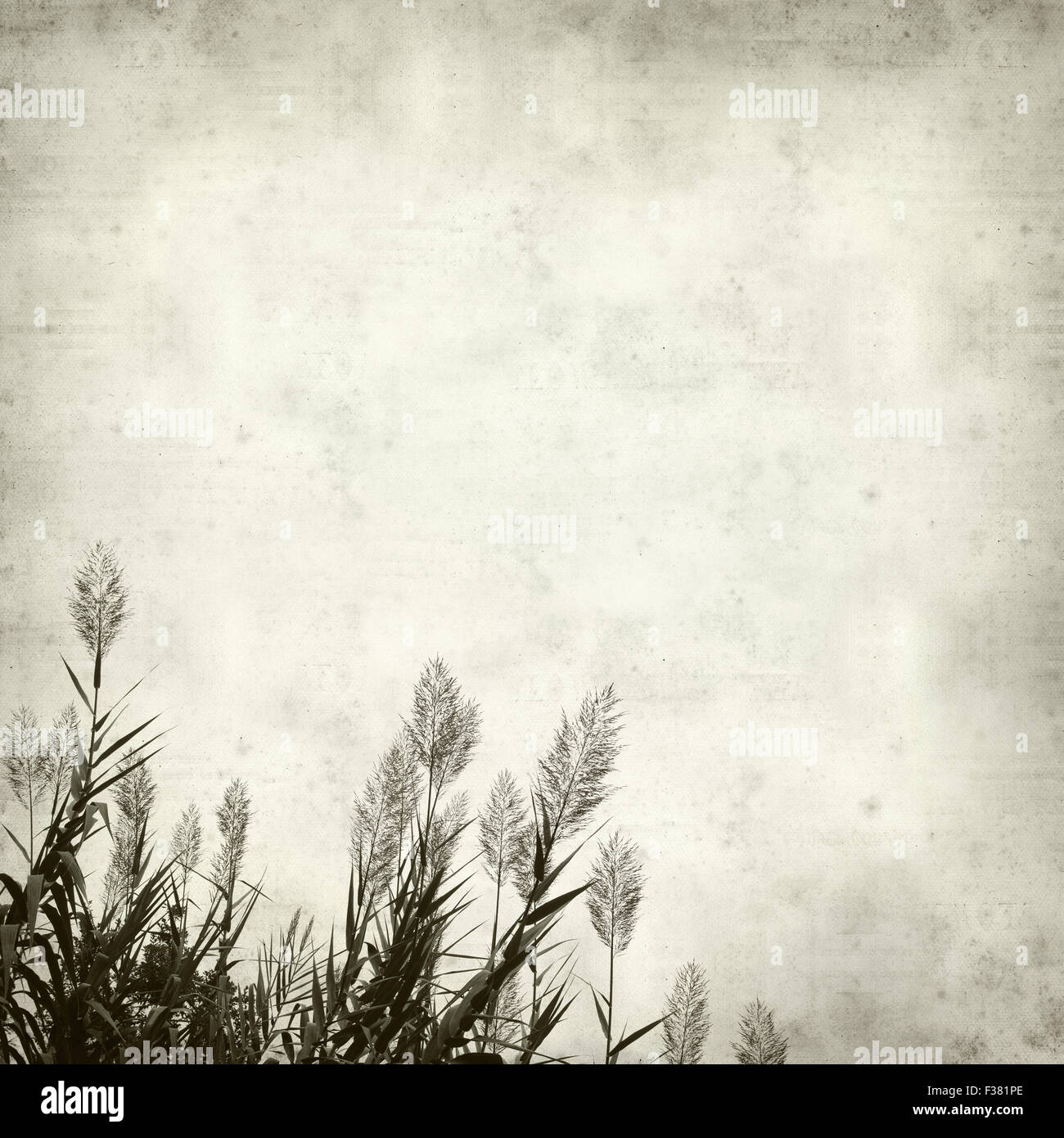 textured old paper background with reeds Stock Photo - Alamy