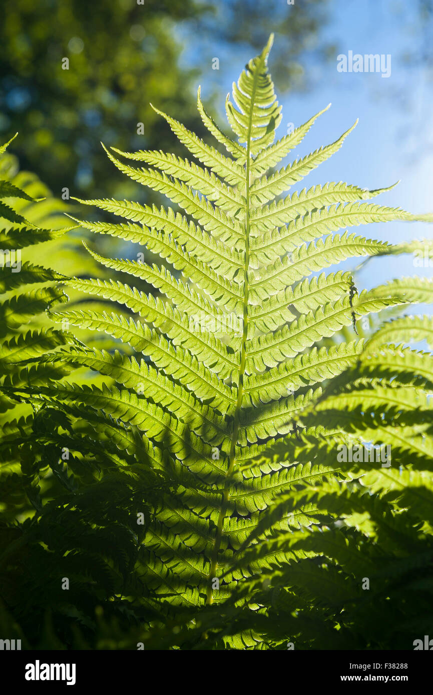 Fern unusual hi-res stock photography and images - Alamy