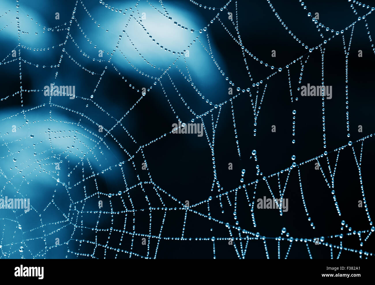 spider web with water drops Stock Photo - Alamy