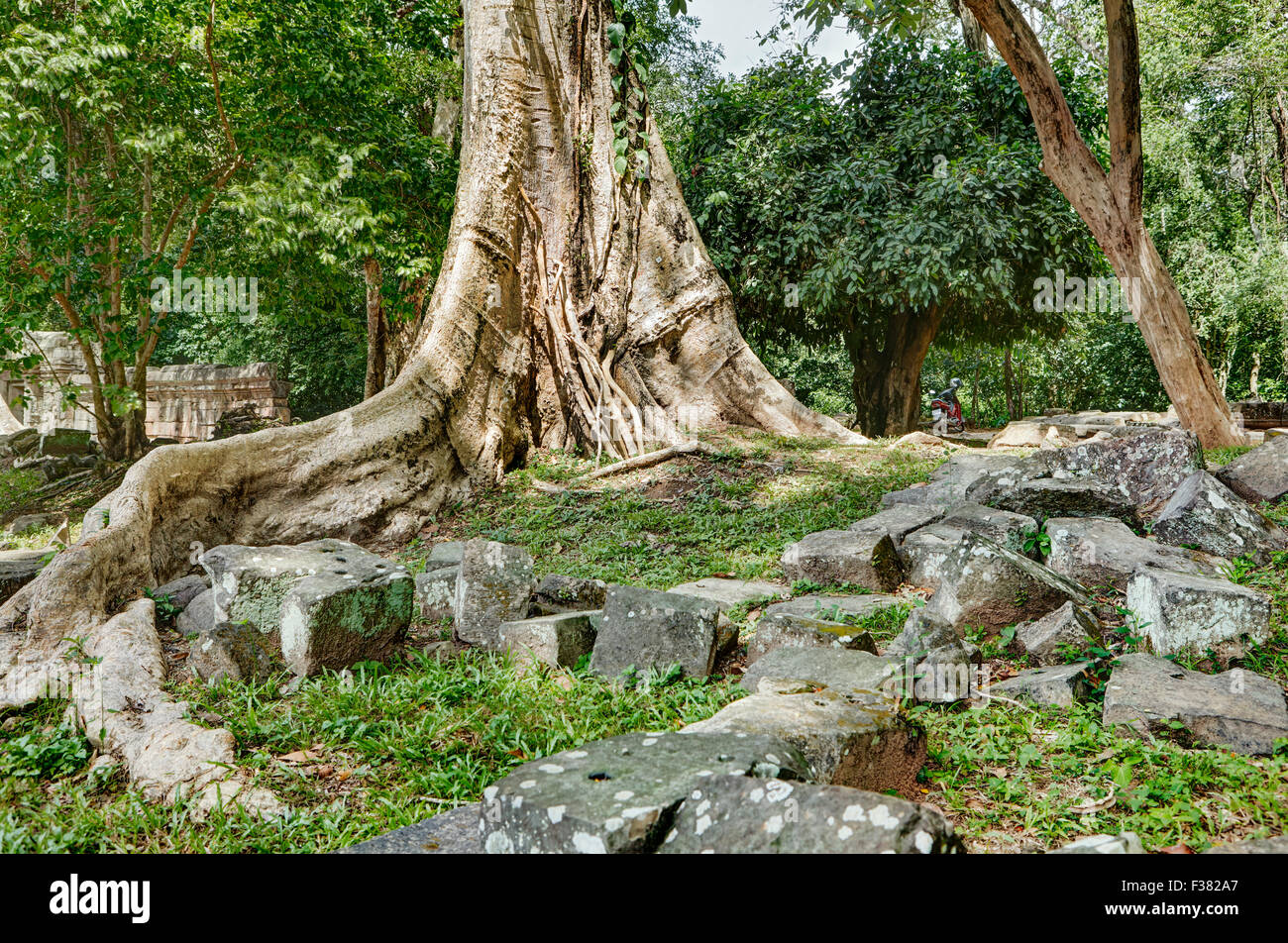 Tree roots and stones. Angkor Thom temple complex, Angkor ...