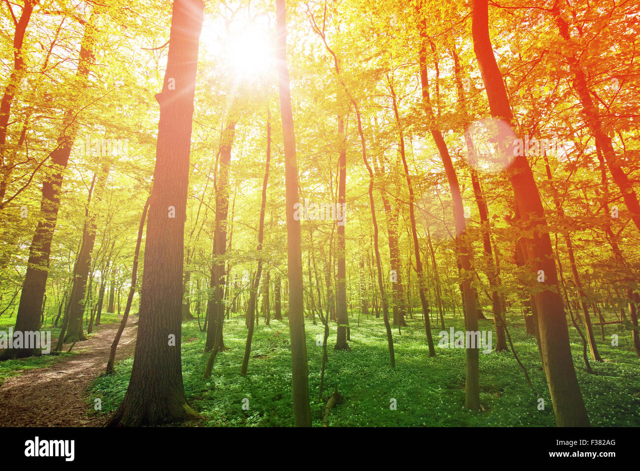 Spring sunshine trees hi-res stock photography and images - Alamy