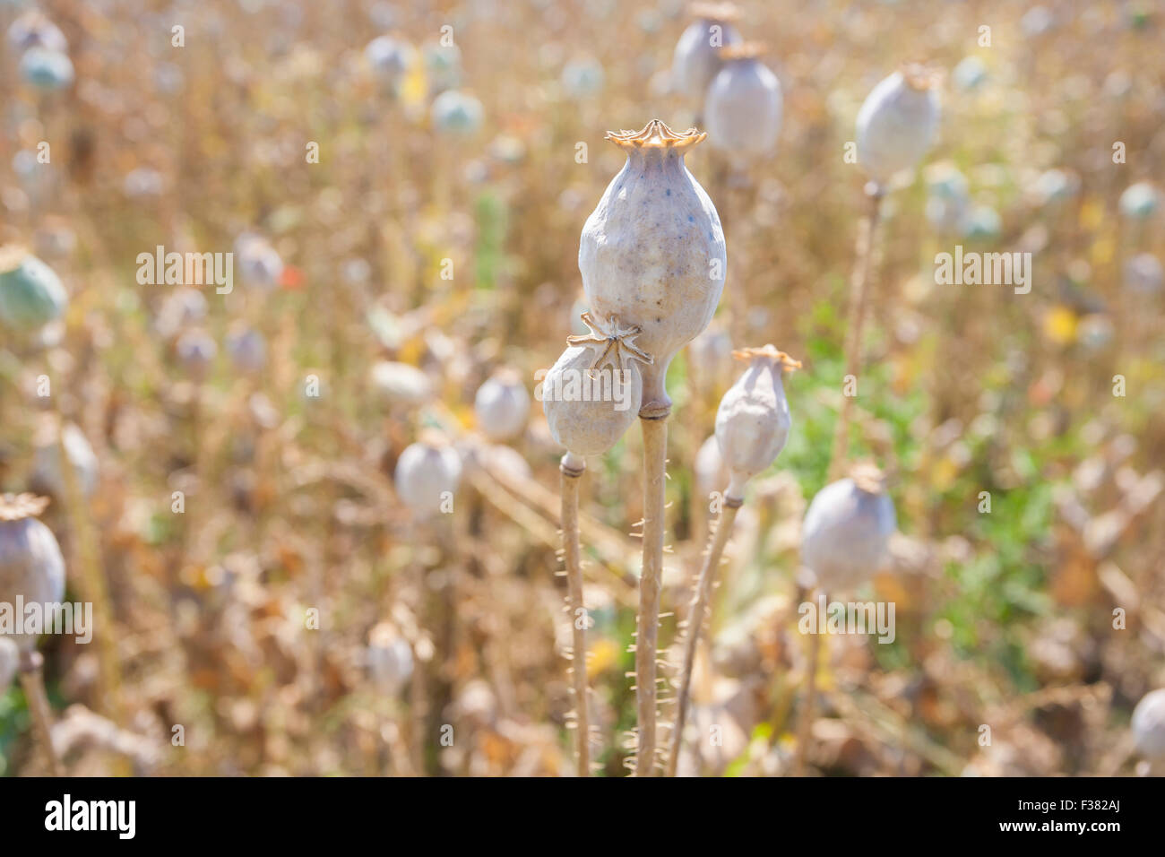 Poppyheads at cultivated poppy field, Czech republic, Europe Stock ...
