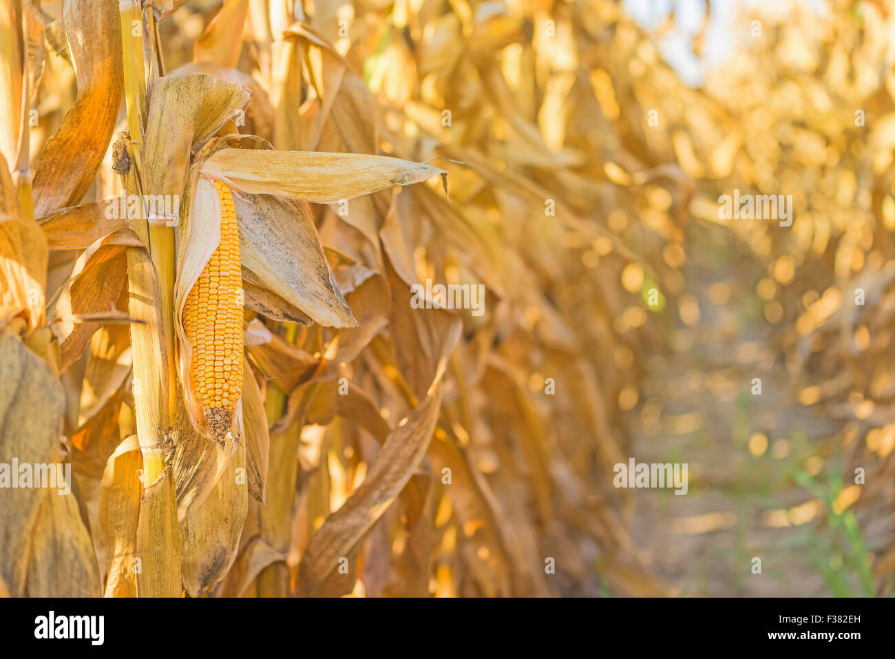 Harvest ready corn cob on stalk in cultivated maize field, close up ...
