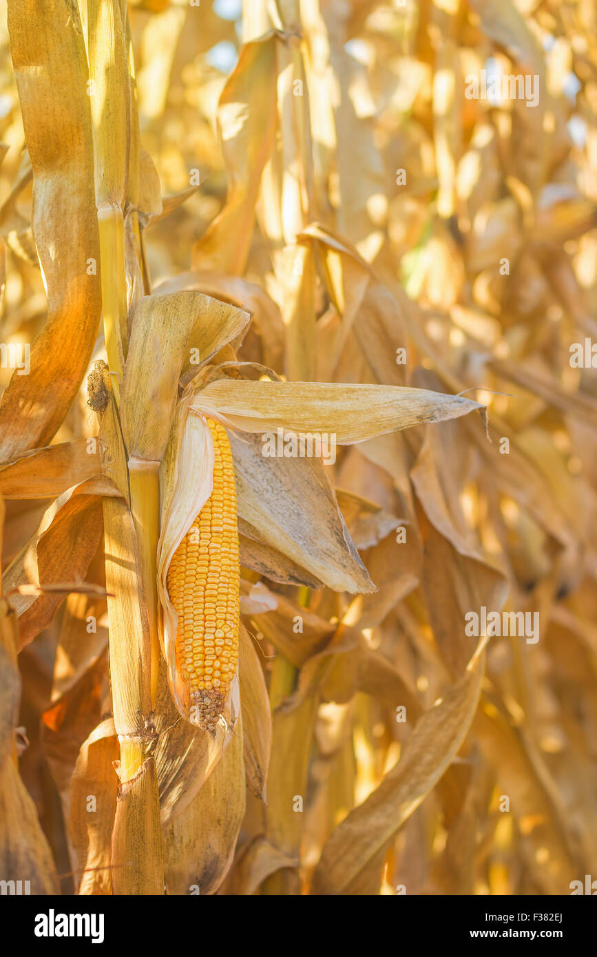 Mature maize cob on a stalk in harvest ready corn field, close up with ...