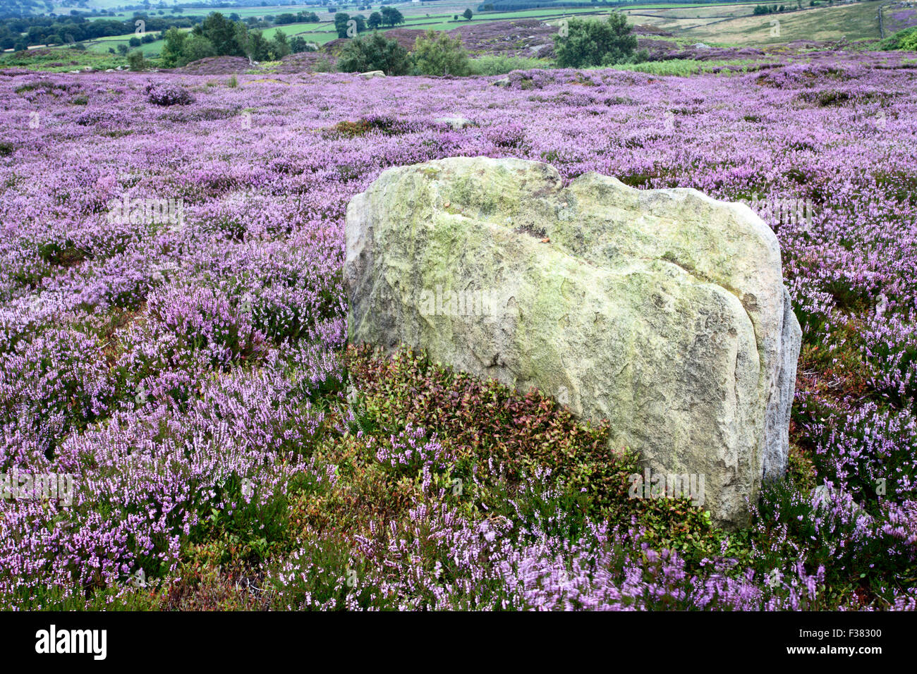 Heather rock stone hi-res stock photography and images - Alamy