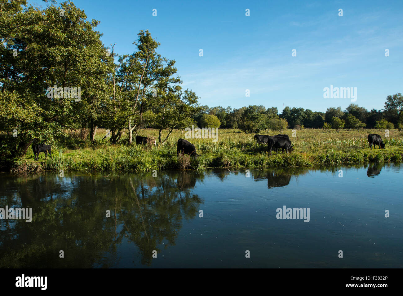 Grazing cattle river hi-res stock photography and images - Alamy