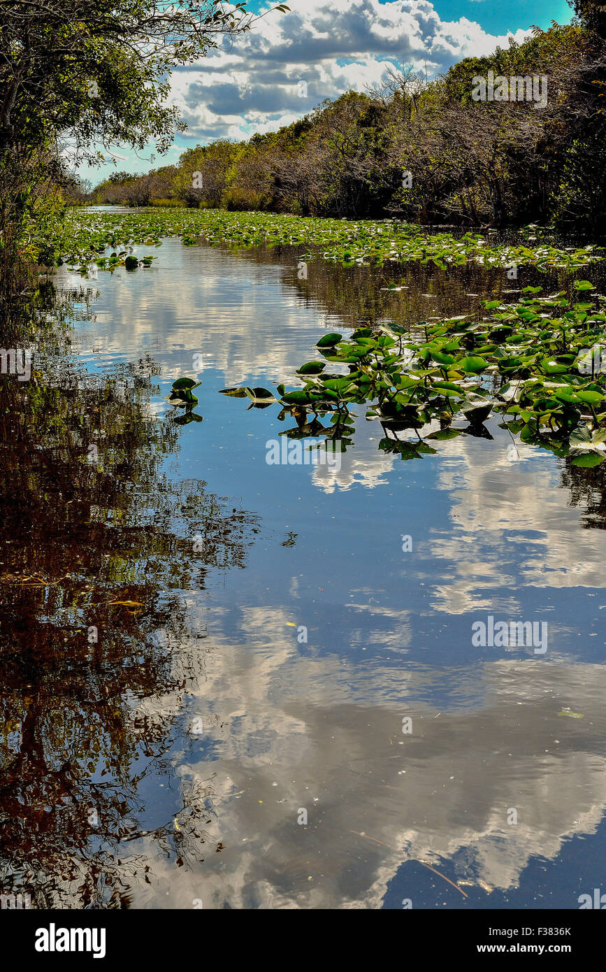 Florida Everglades swamps landscape Stock Photo - Alamy