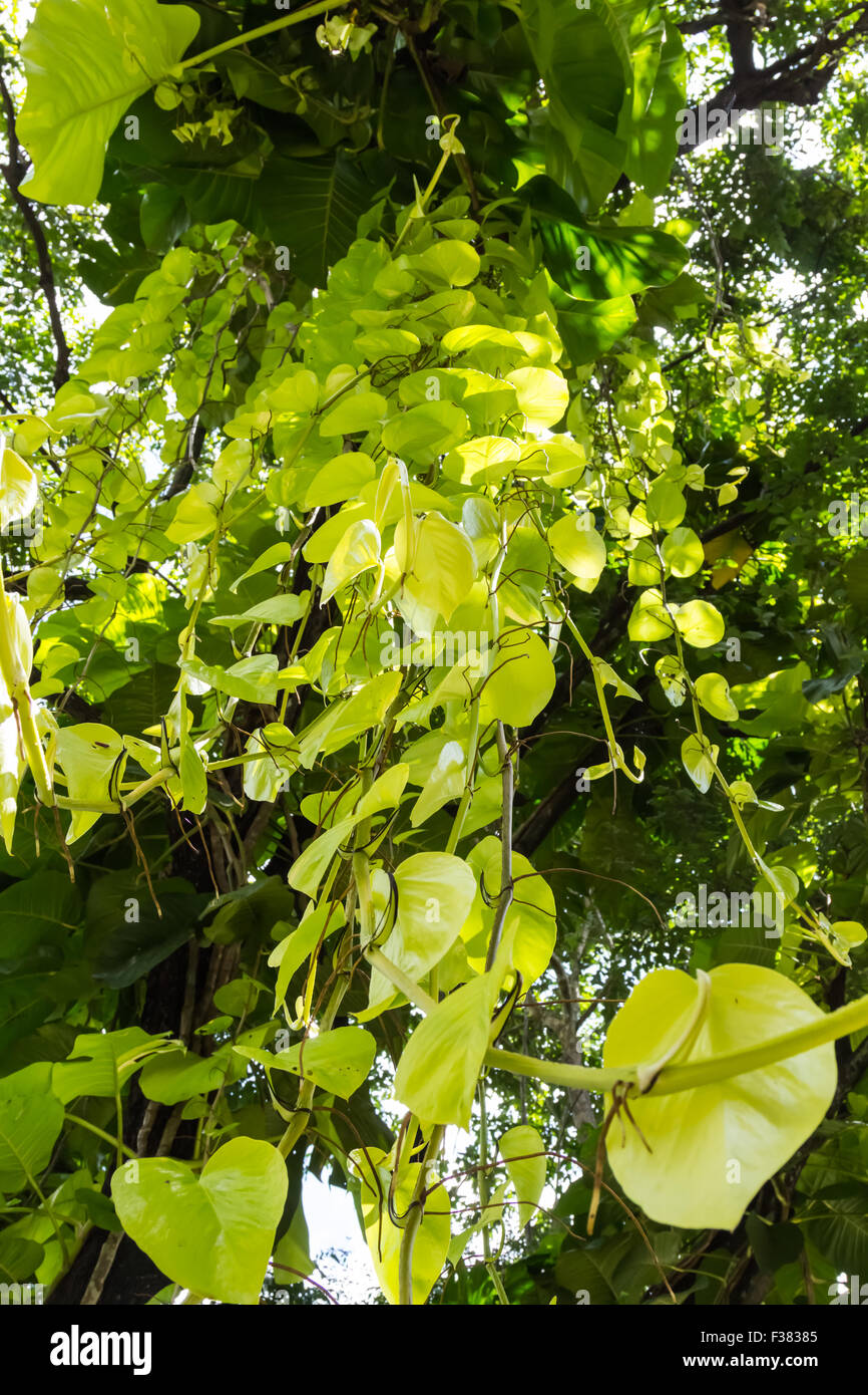 green tree and creeper Stock Photo - Alamy