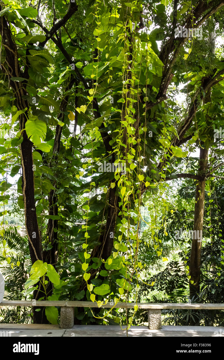 green tree and creeper Stock Photo - Alamy