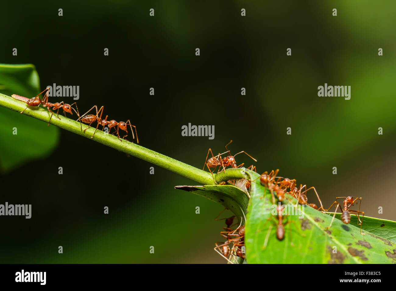 Red ants teamwork Stock Photo - Alamy
