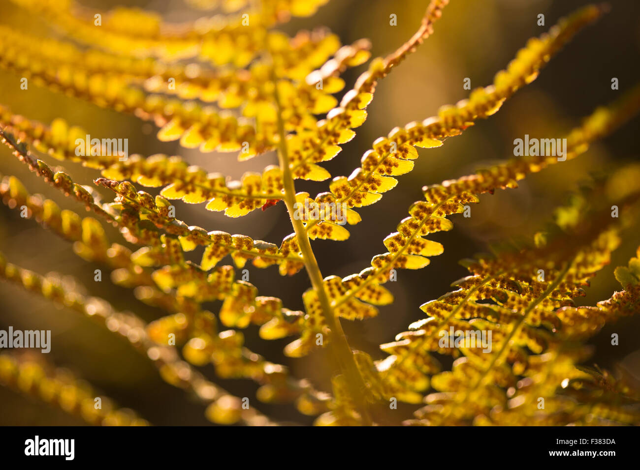 Macro Plants Summer Project Stock Photo - Alamy