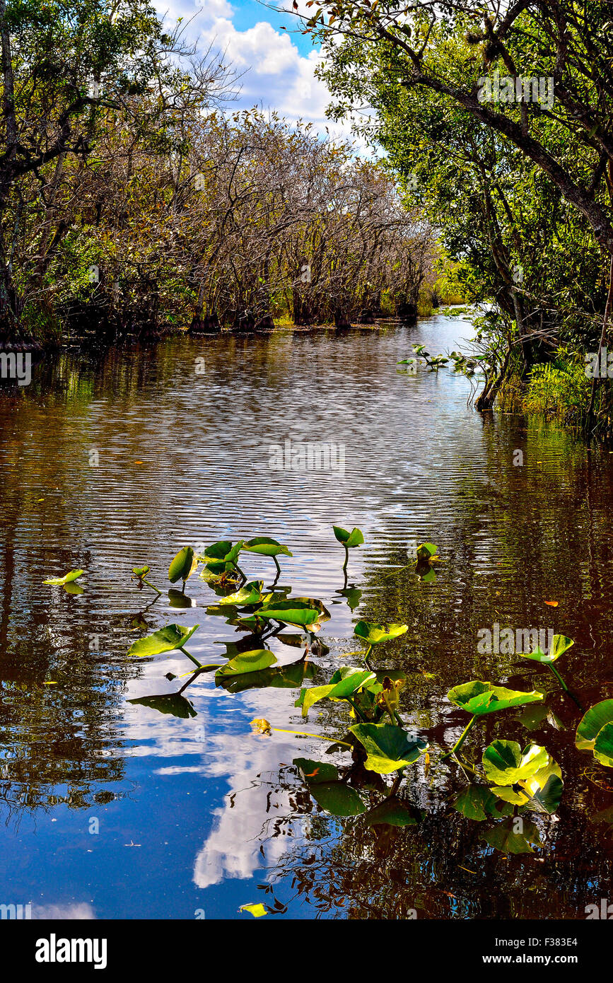 Florida Everglades swamps landscape Stock Photo - Alamy