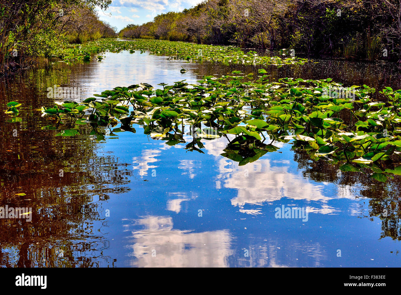 Florida Everglades swamps landscape Stock Photo - Alamy