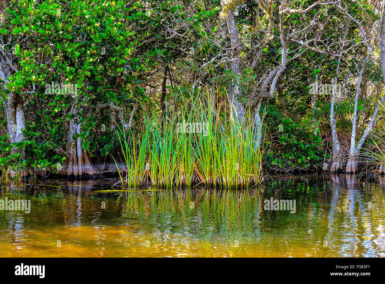 Florida Everglades swamps landscape Stock Photo - Alamy