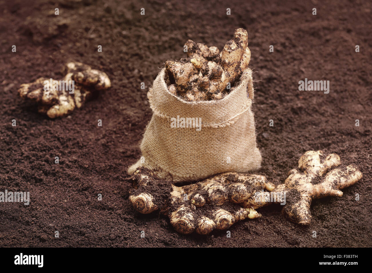 Newly harvested ginger in sack bag Stock Photo - Alamy