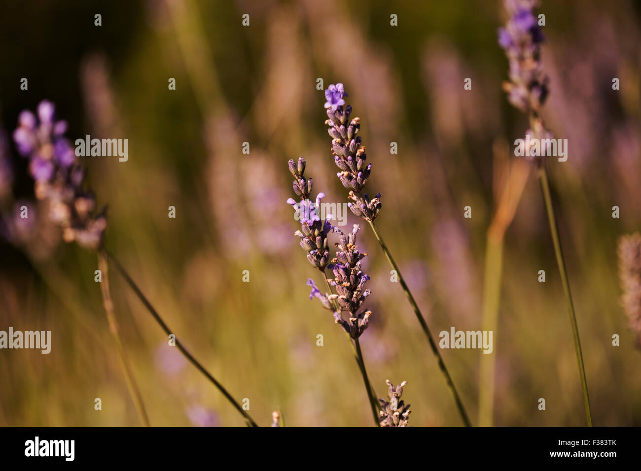 Macro plants hi-res stock photography and images - Alamy
