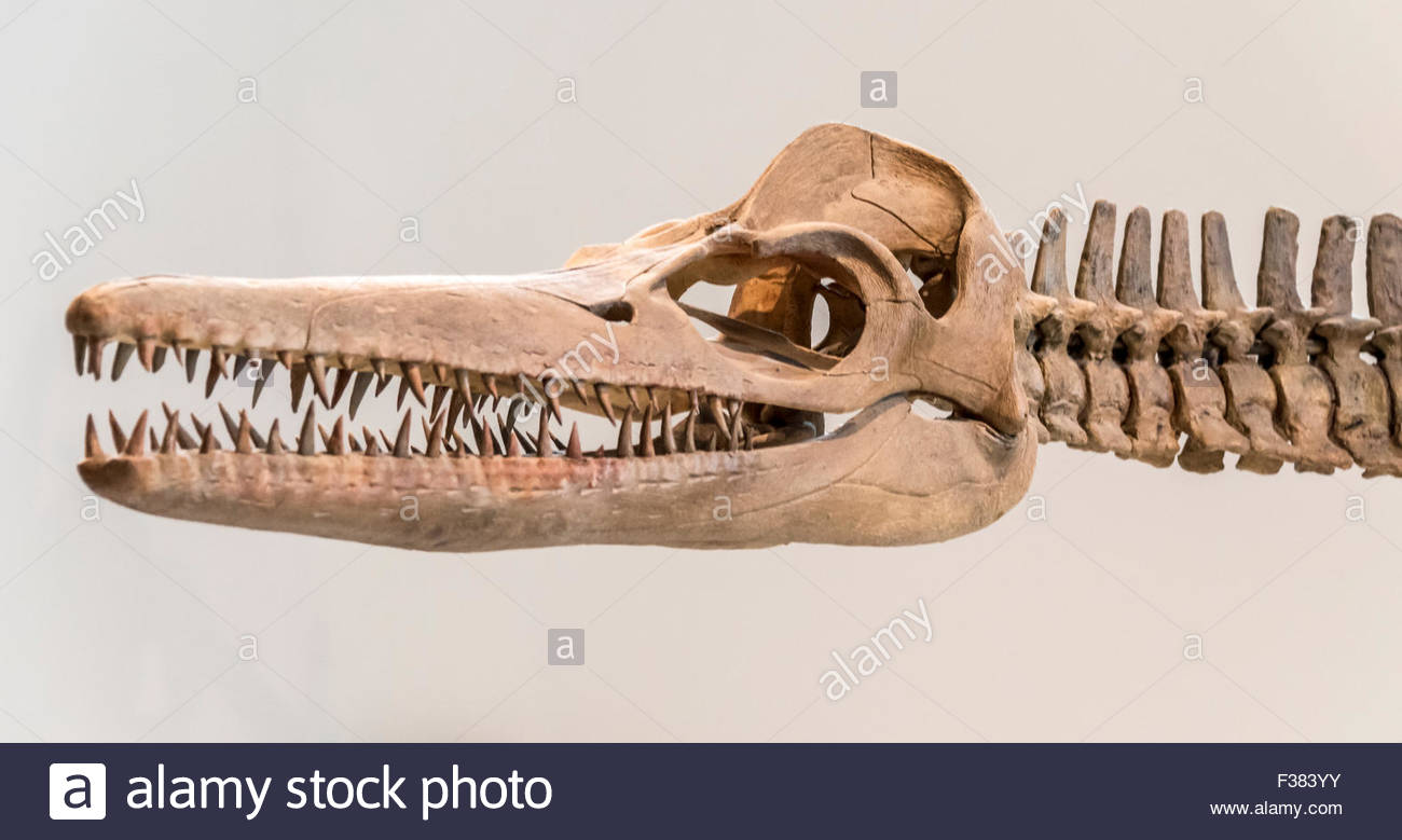 Dinosaur Bone Display High Resolution Stock Photography and Images - Alamy