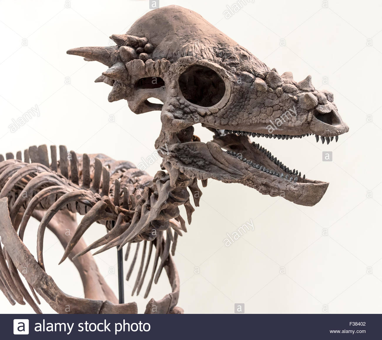 Dinosaur Bone Display High Resolution Stock Photography and Images - Alamy