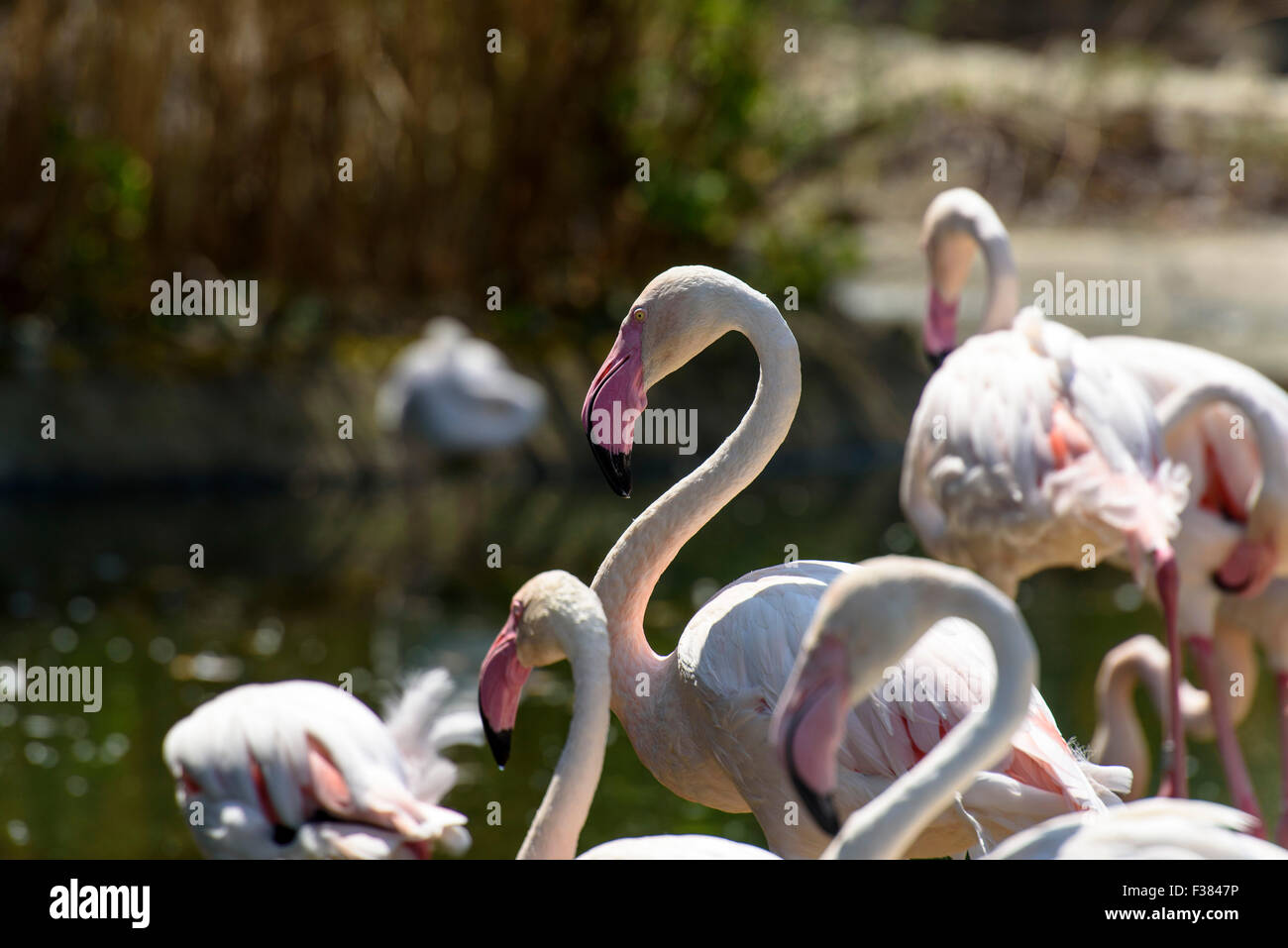 greater flamingo (Phoenicopterus roseus) captive in zoo Schönbrunn ...