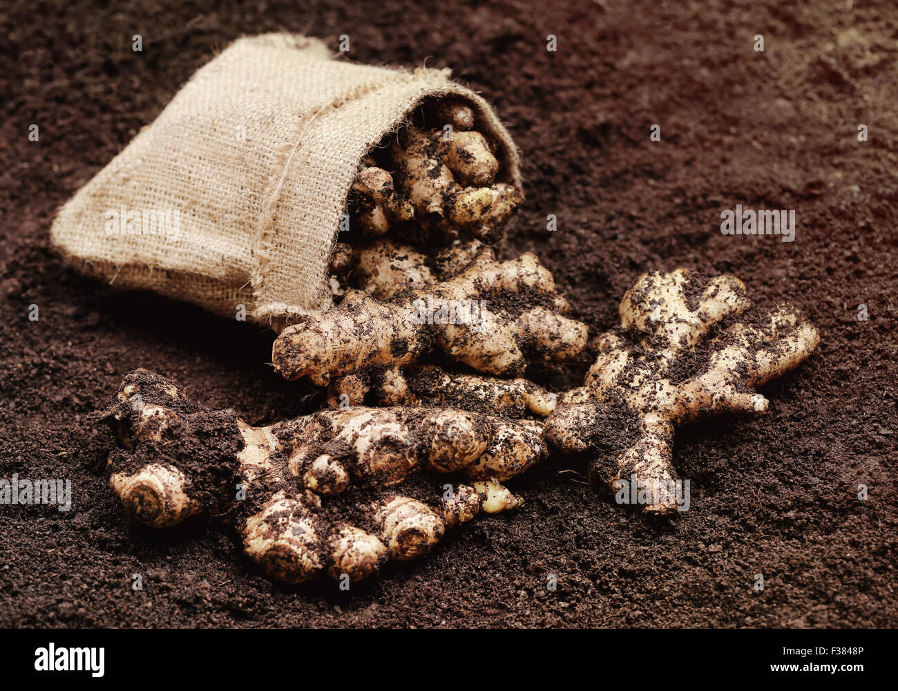Newly harvested ginger in sack bag Stock Photo - Alamy