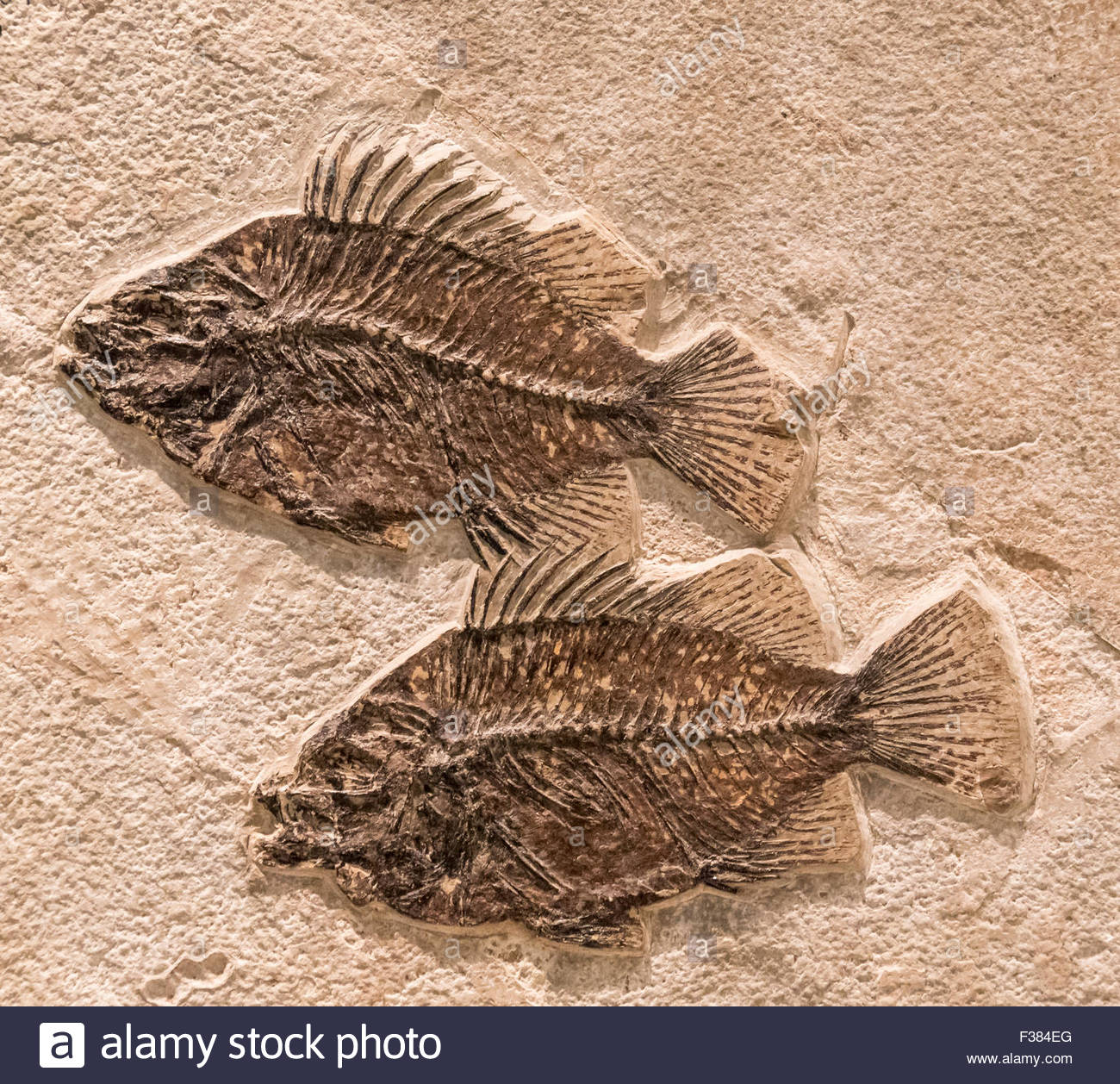 Imprint Fossil High Resolution Stock Photography and Images - Alamy