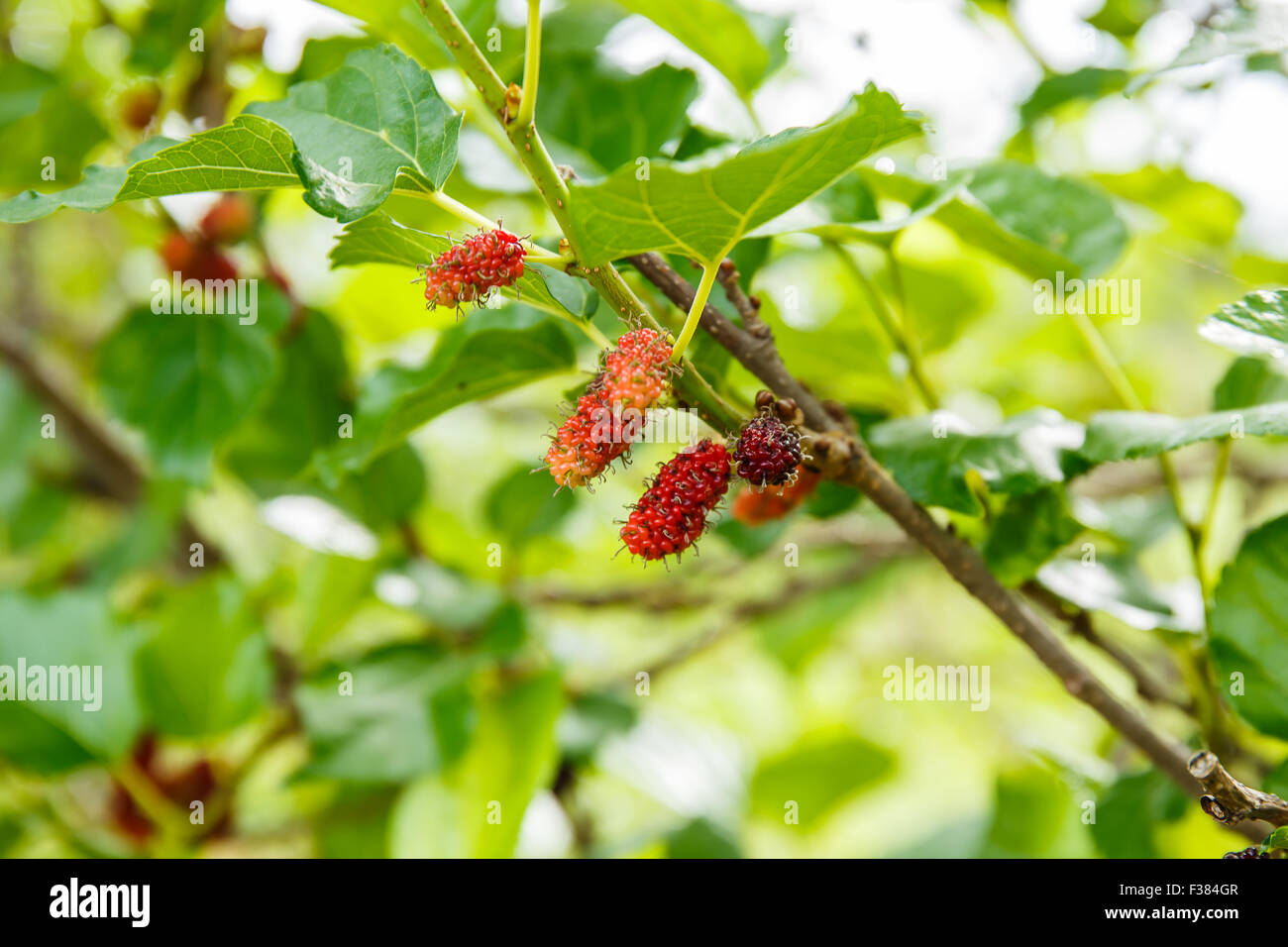Mulberry on branch tree hi-res stock photography and images - Alamy