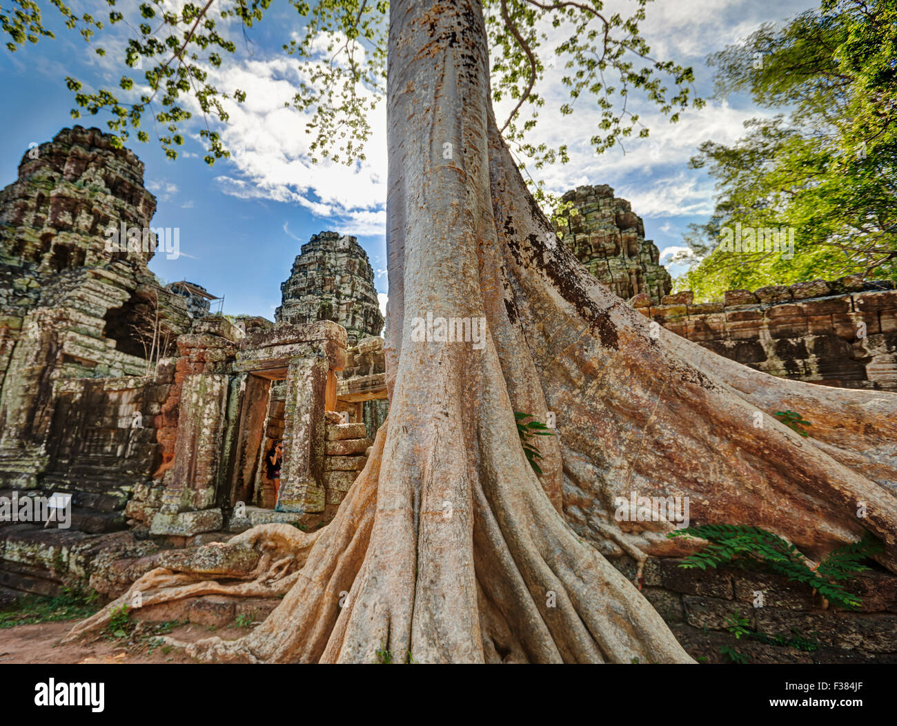 Giant tree grows on the ruins of Banteay Kdei temple. Angkor ...
