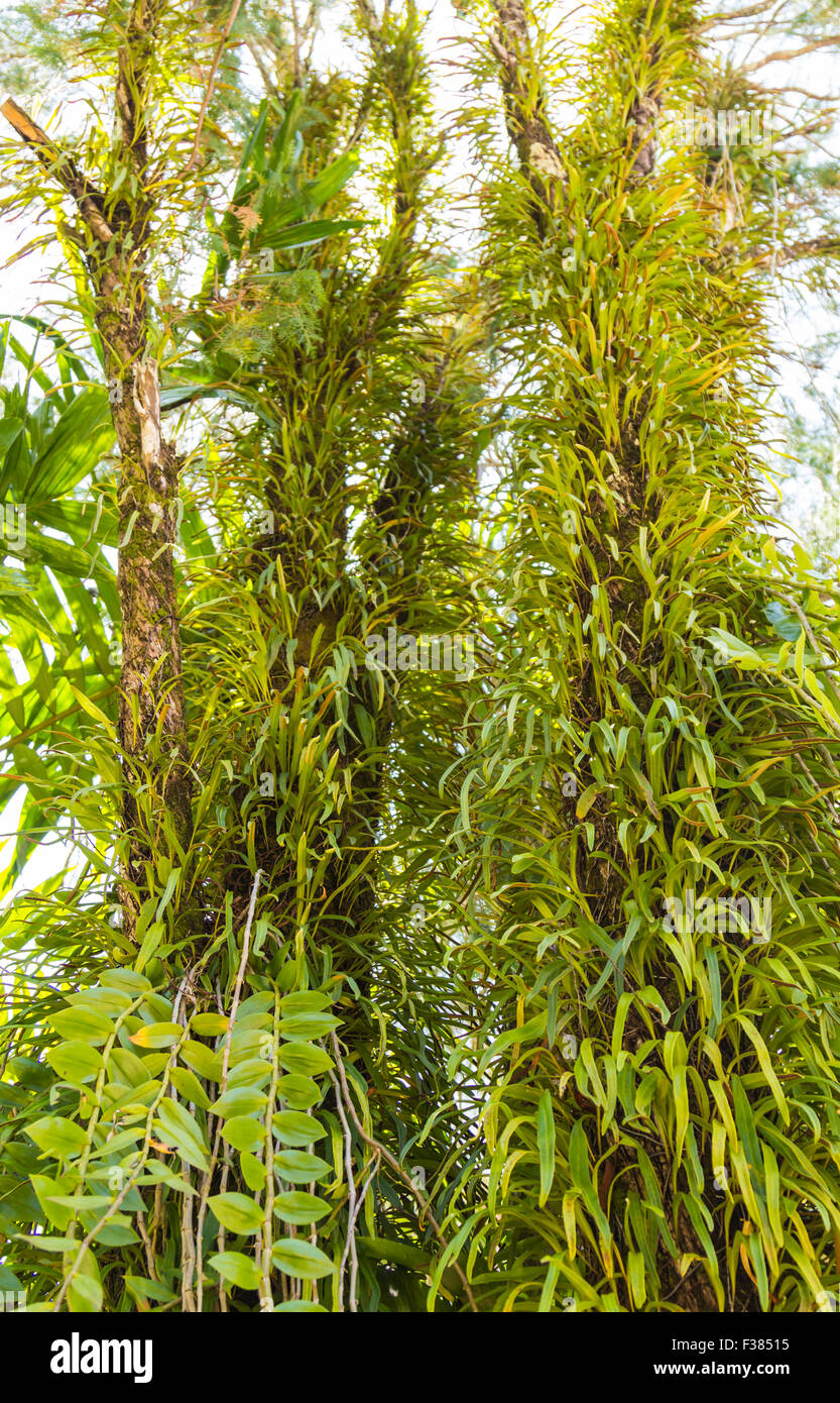 Beautiful parasite hi-res stock photography and images - Alamy