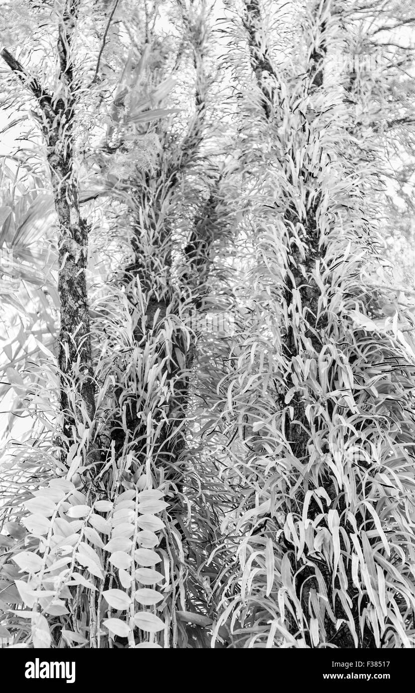 One old tree on Black and White Stock Photos & Images - Alamy