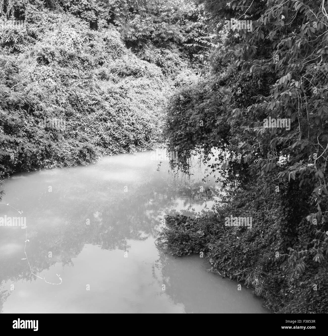 the rivulet in the jungle black and white background Stock Photo - Alamy