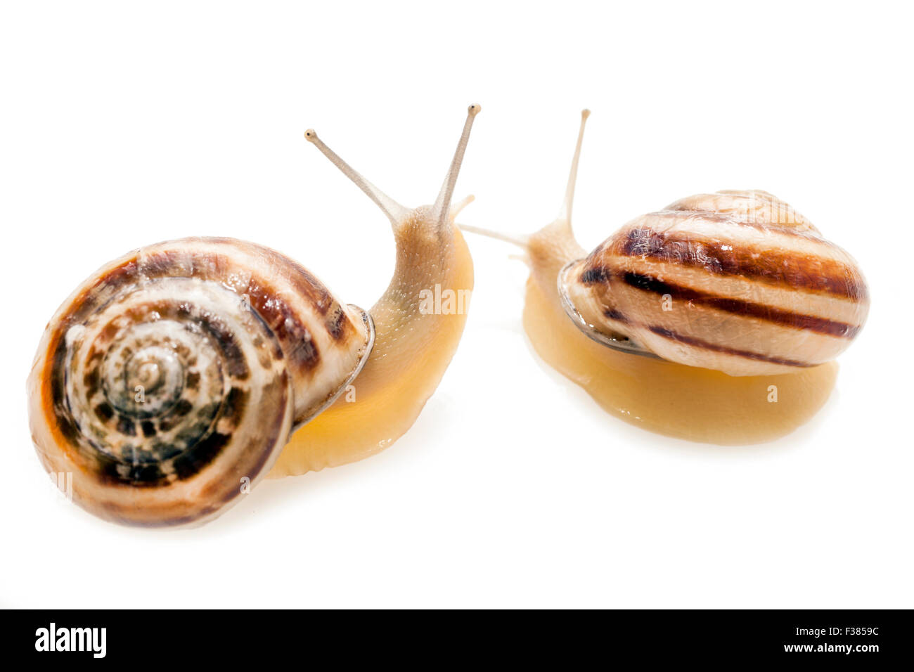 Snails antenna hi-res stock photography and images - Alamy