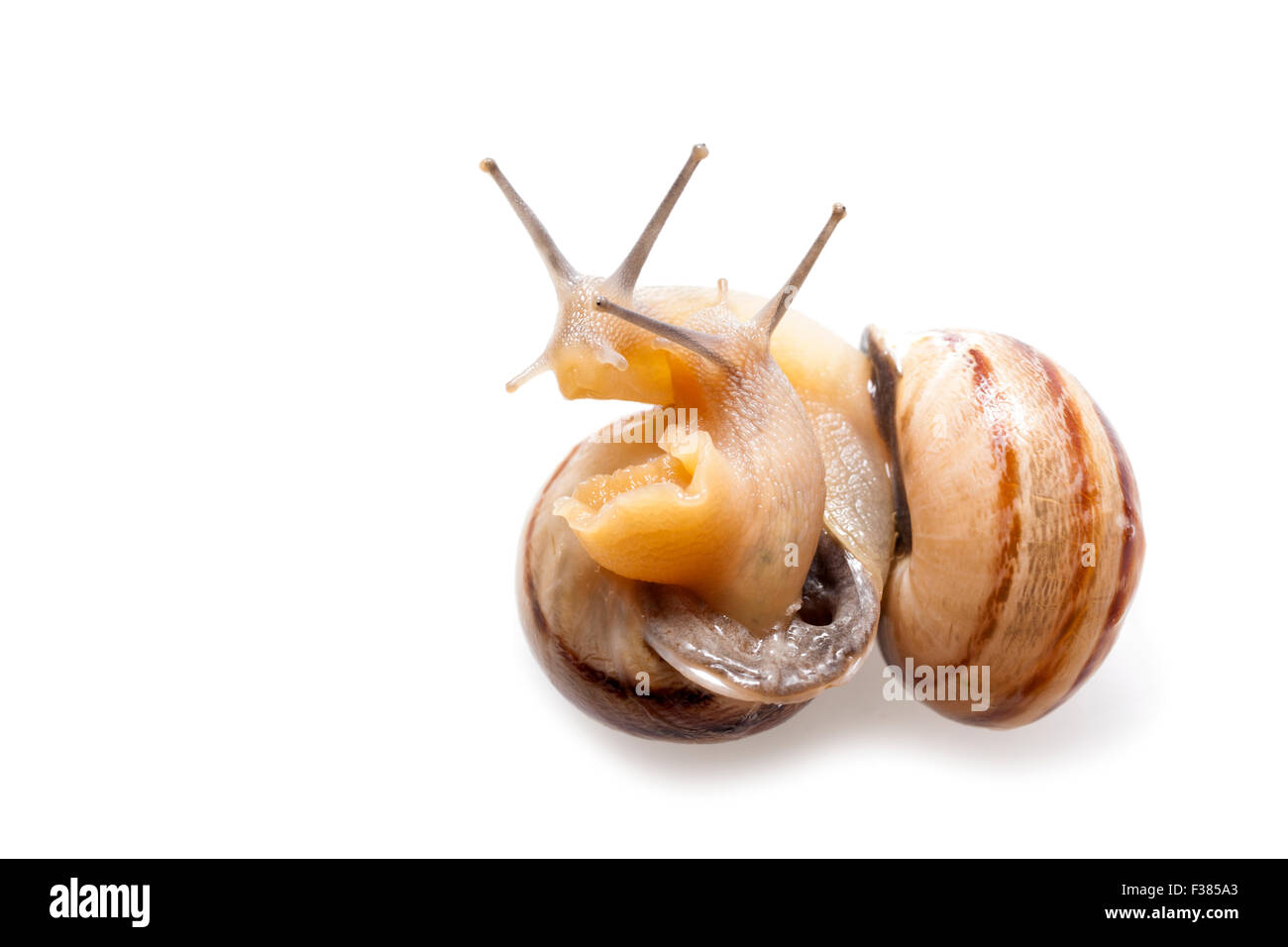 Wet snails Cut Out Stock Images & Pictures - Alamy