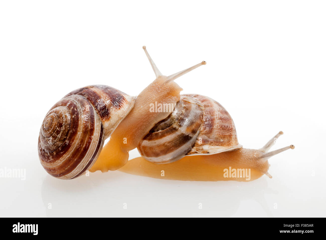 Snails antenna hi-res stock photography and images - Alamy