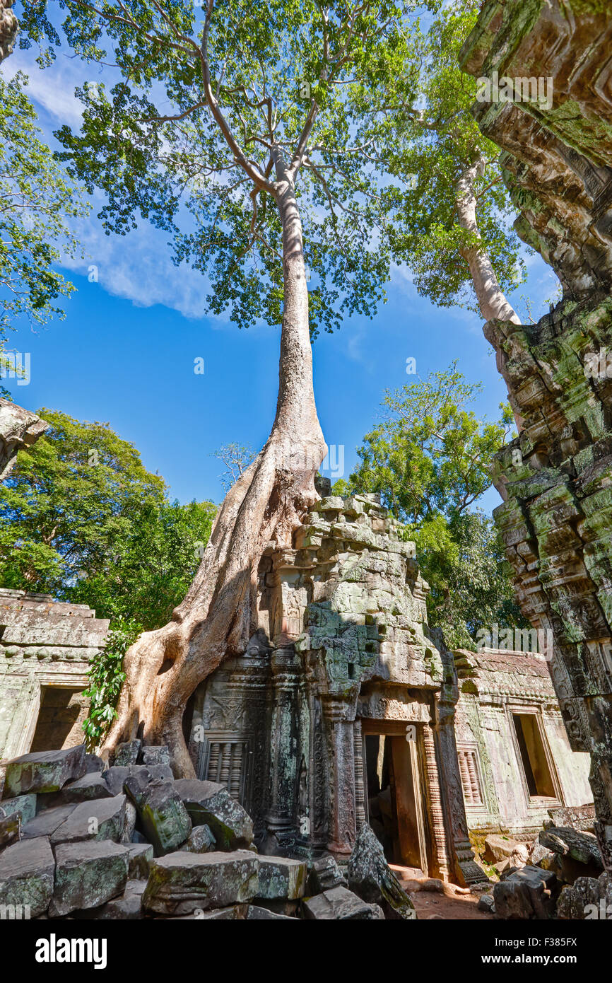 Overgrown ruins of the Ta Prohm temple. Angkor Archaeological Park ...