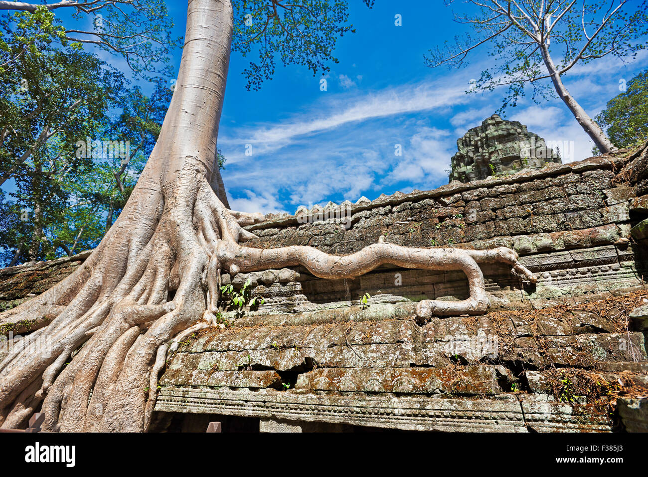 Tree growing on temple hi-res stock photography and images - Alamy