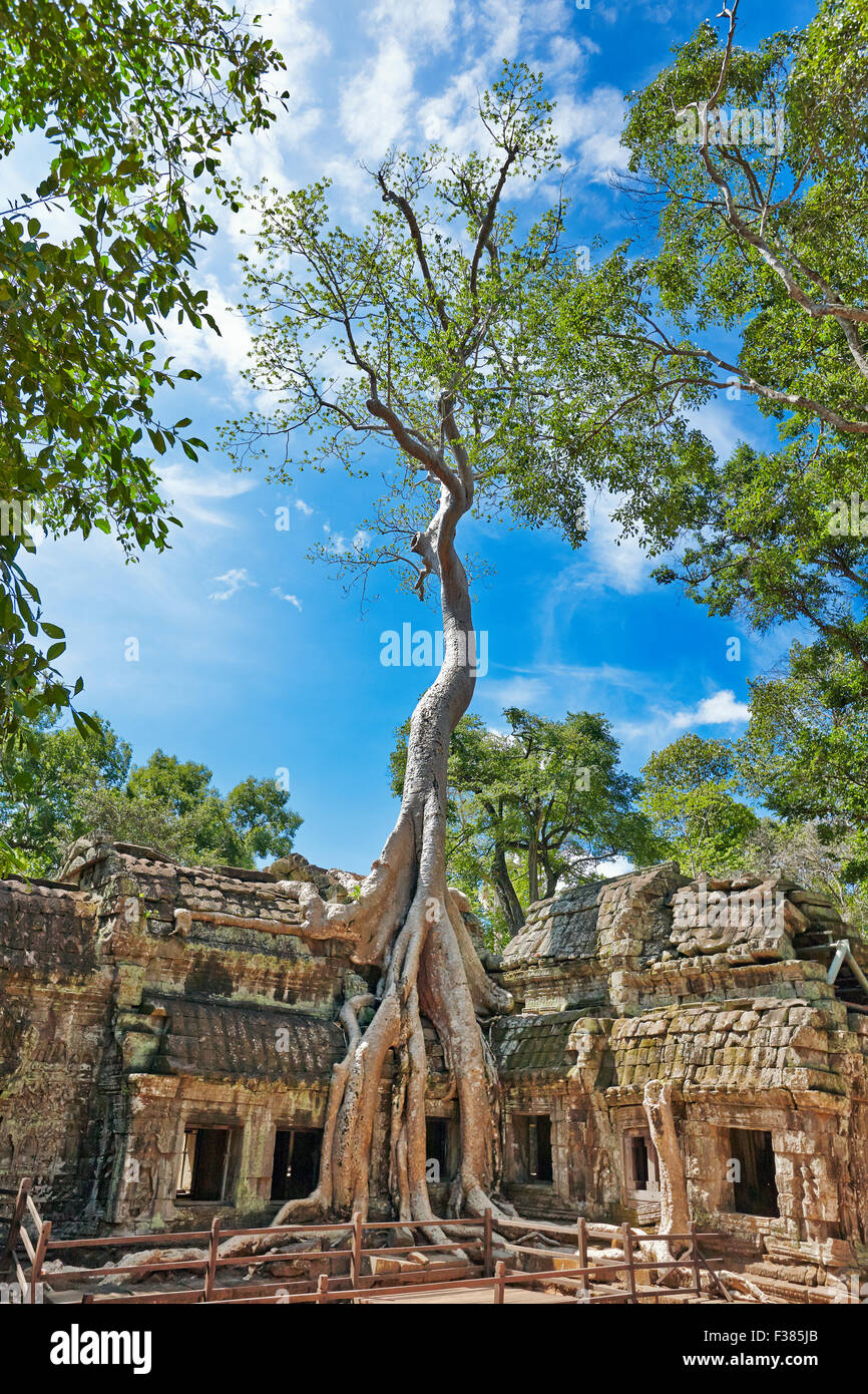 Giant tree growing on the ruins of Ta Prohm temple. Angkor ...
