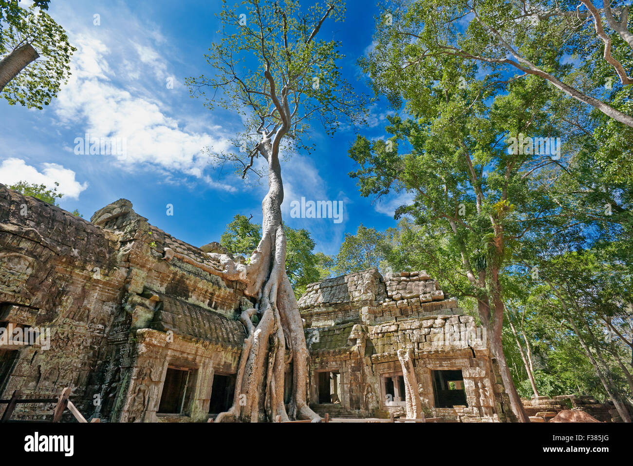 Ruins of the Ta Prohm temple with overgrowing trees. Angkor ...