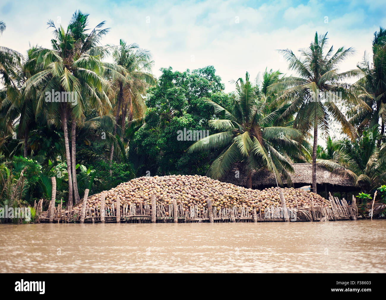 Harvesting of coconuts Stock Photo - Alamy