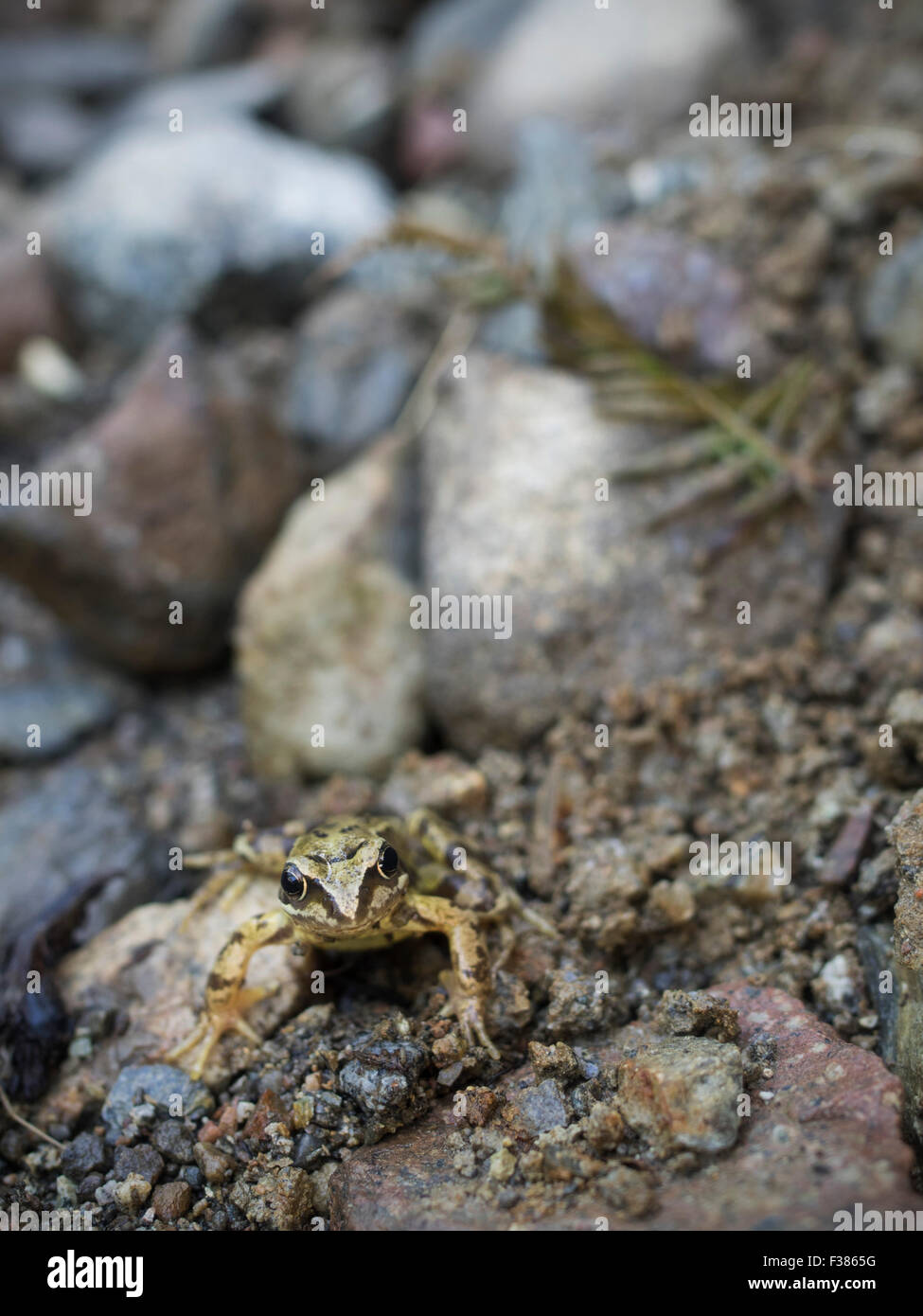 Frog on fern hi-res stock photography and images - Alamy