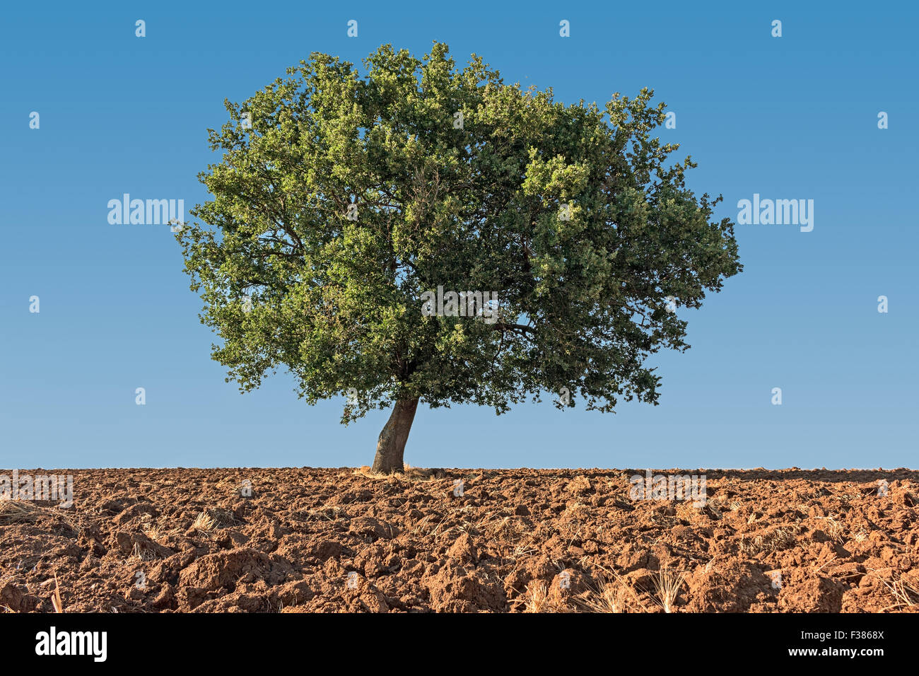 solitaire tree on ground in blue sky Stock Photo - Alamy