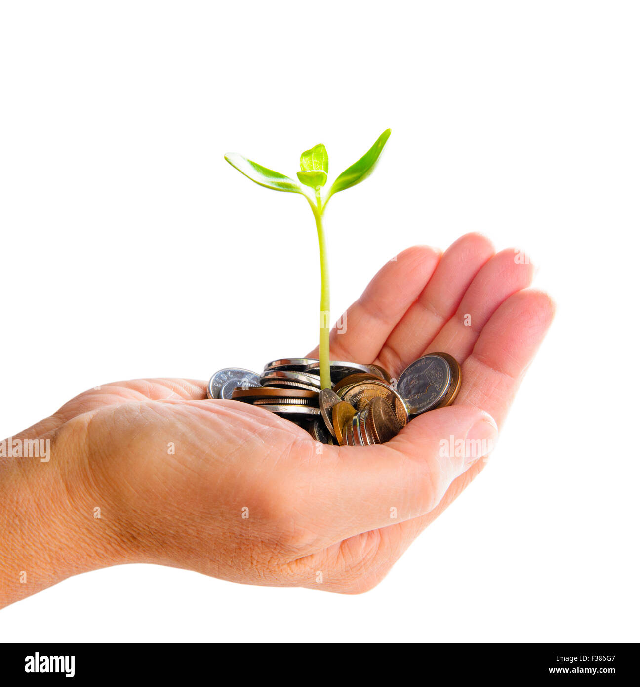 Hand with tree growing from pile of coins Stock Photo - Alamy