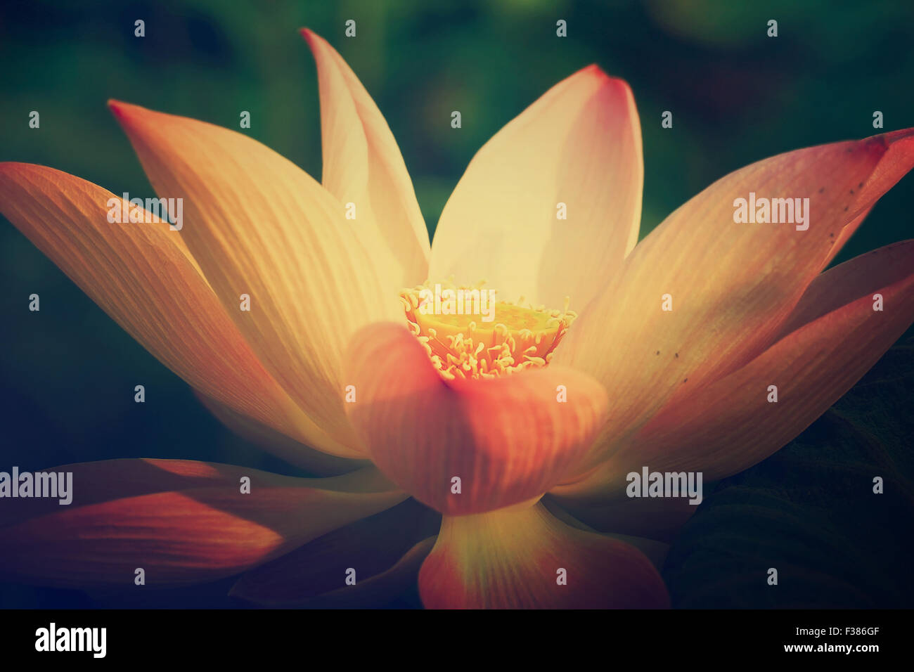 Lotus are blooming Stock Photo - Alamy