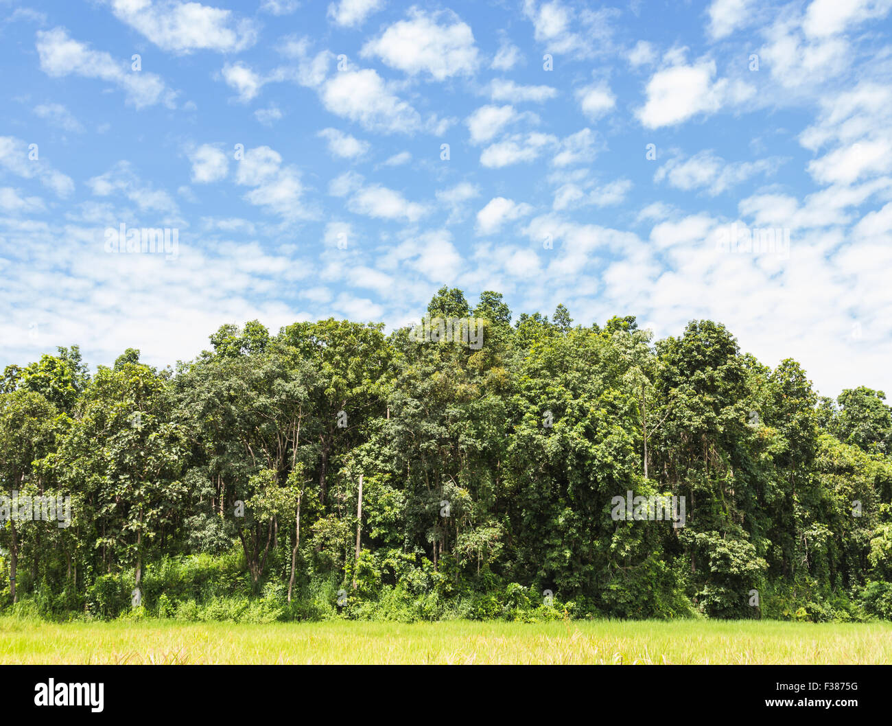 Beautiful jungle High Resolution Stock Photography and Images - Alamy