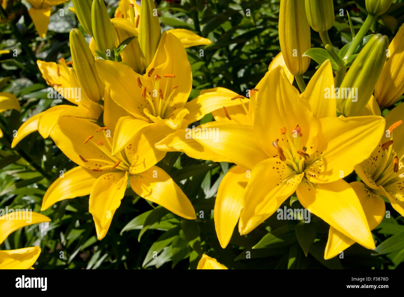 Big yellow lilies close horizontal view on green leaves background ...